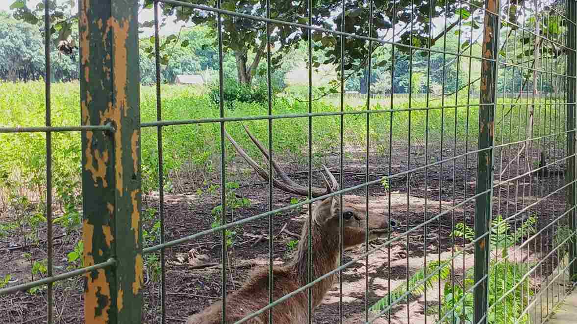 Kesambi tree park: wisata alam Blitar dan penangkaran rusa maliran ...